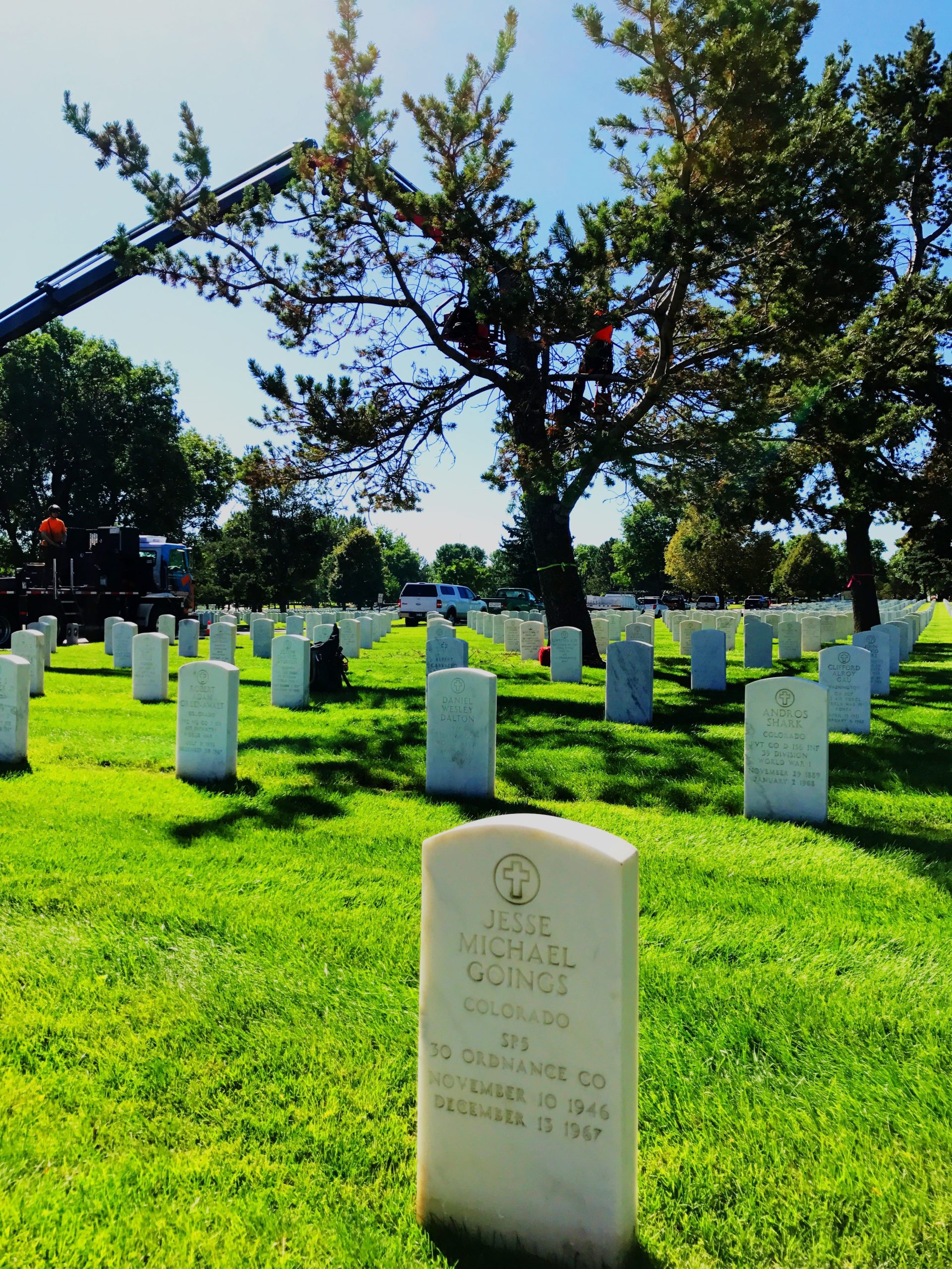 Saluting Branches | Tree Care | Splintered Forest Blog