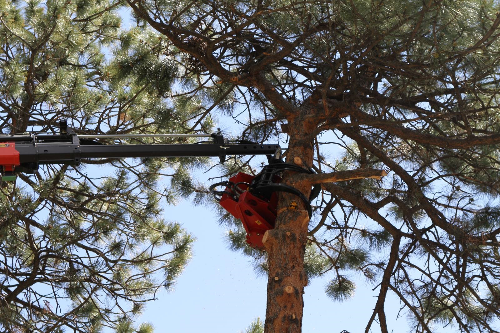 Using a Crane for Tree Removal in Denver | Efficient Solutions