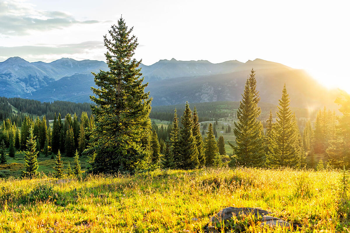 Getting A Colorado Fire Mitigation Grants | Splintered Forest Blog