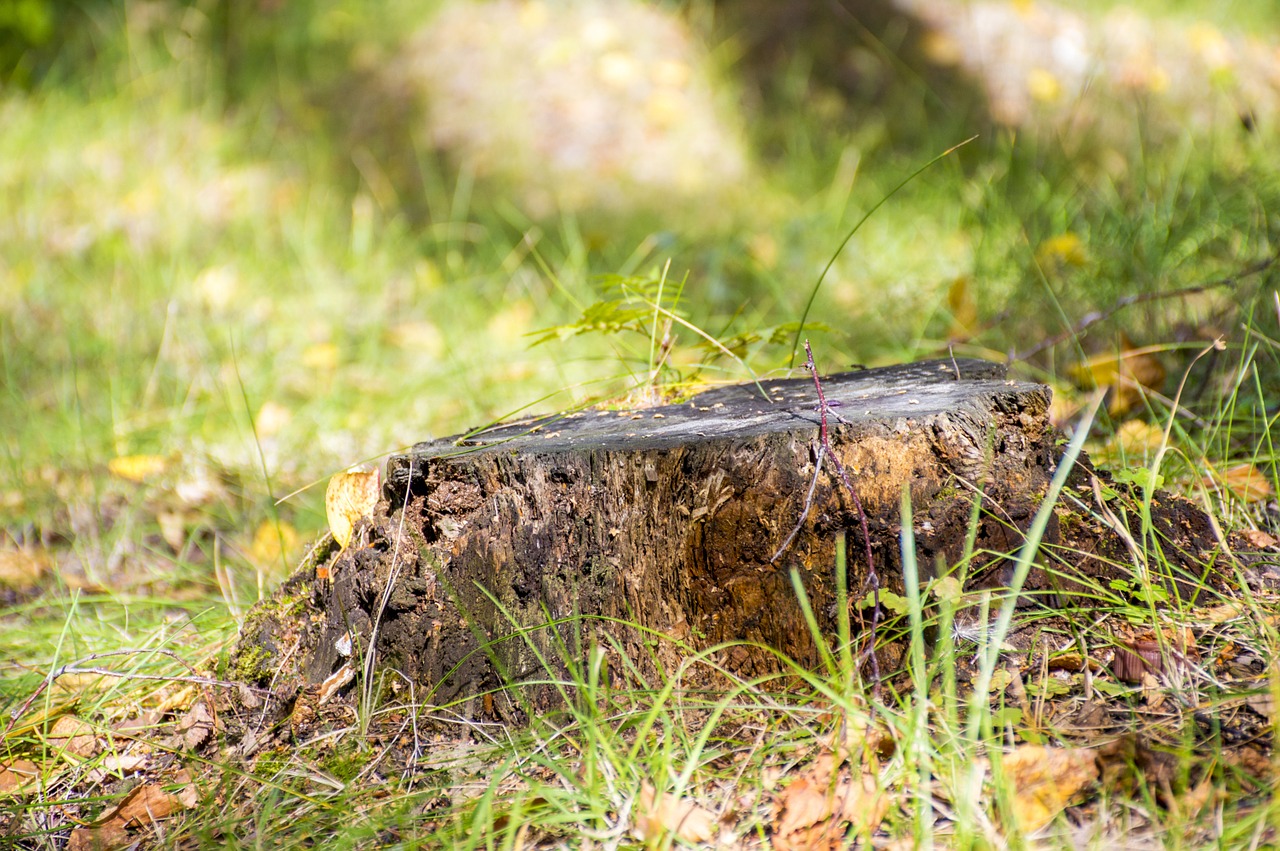Stump Grinding Benefits & Advantages | Splintered Forest Denver