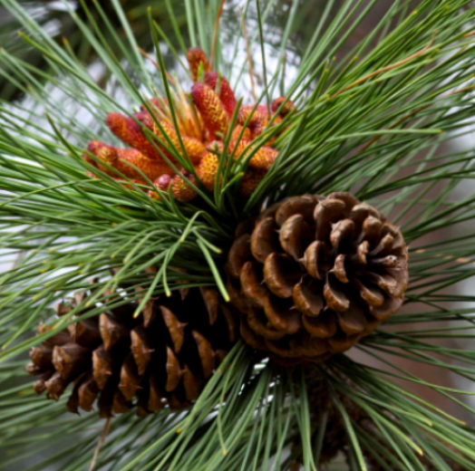 Distinguishing Spruce, Pine, & Fir Trees | Splintered Forest Guide
