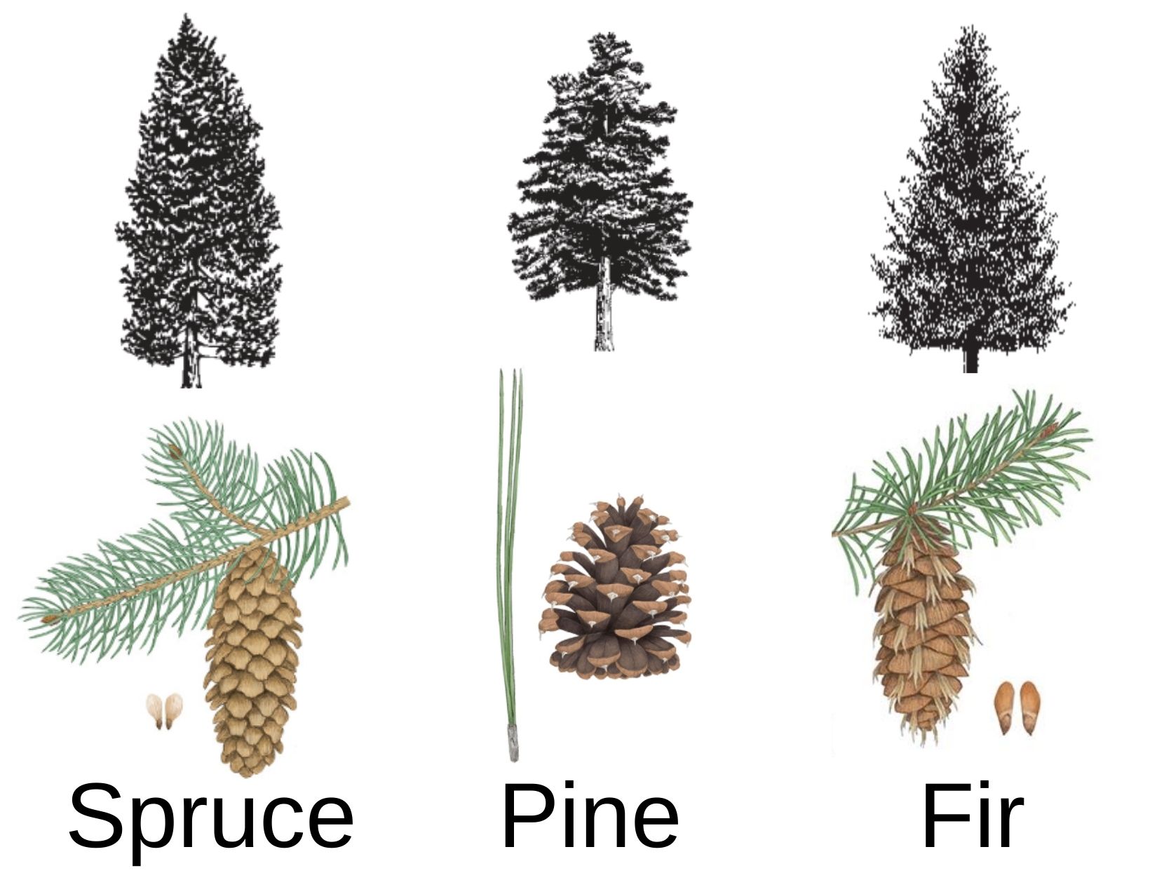 How To Identify Conifer Trees