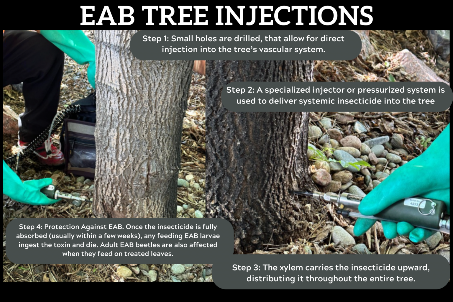 What You Need to Know About EAB Injections and Treatments