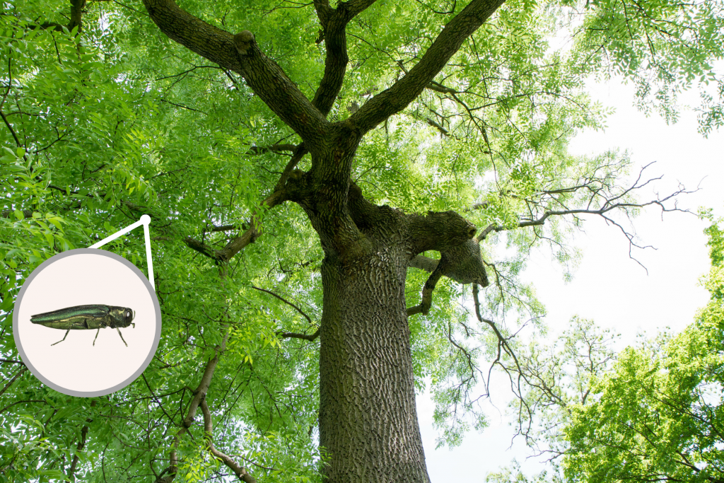 How to Get Rid of Emerald Ash Borer on Your Property