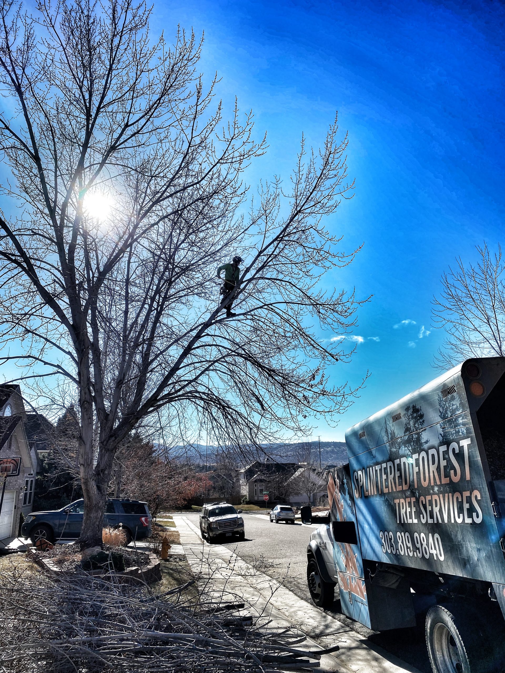 Optimal Pruning Heights For Your Trees | Splintered Forest Tree Services