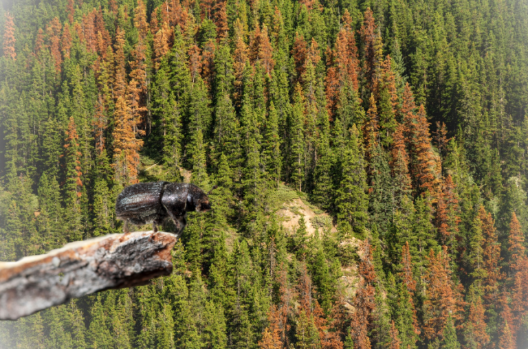 MPB Guide | Splintered Forest Tree Services