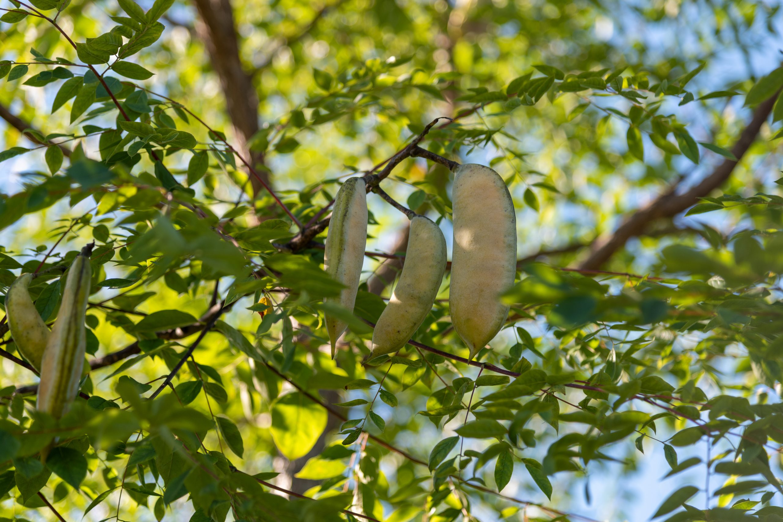 Planting and Caring for the Kentucky Coffeetree in Colorado ...